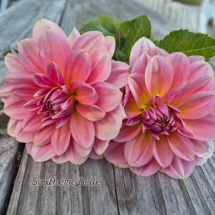 Southern Belle Waterlily Dahlia – TB Dahilas