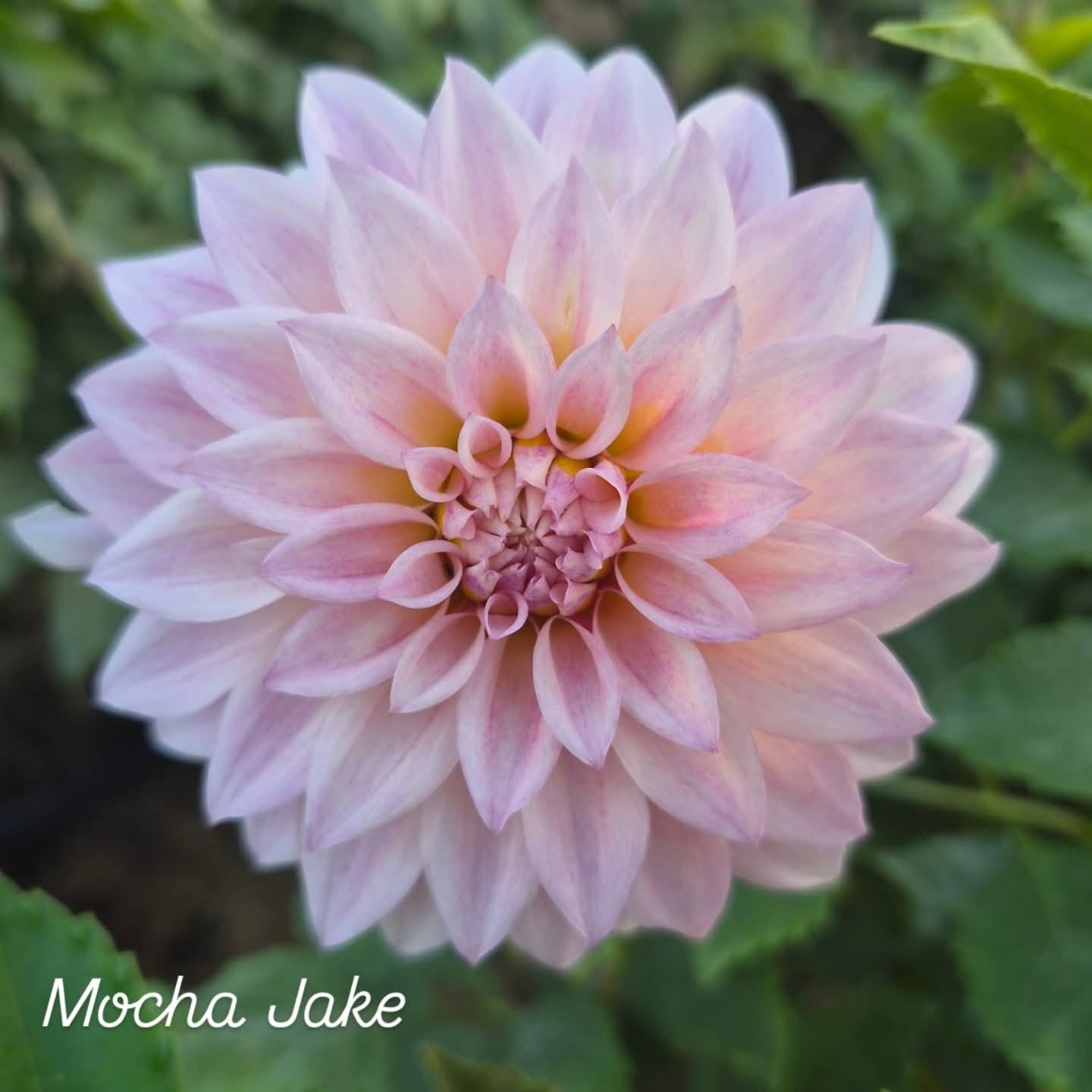 Mocha Jake Informal Decorative Dahlia – TB Dahilas